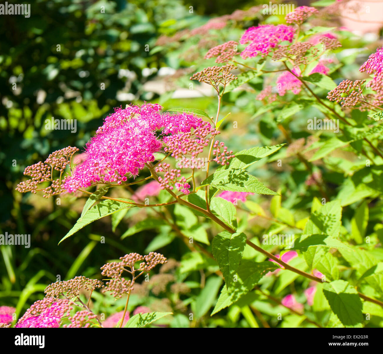 Japanese spirea of pink colour Stock Photo - Alamy