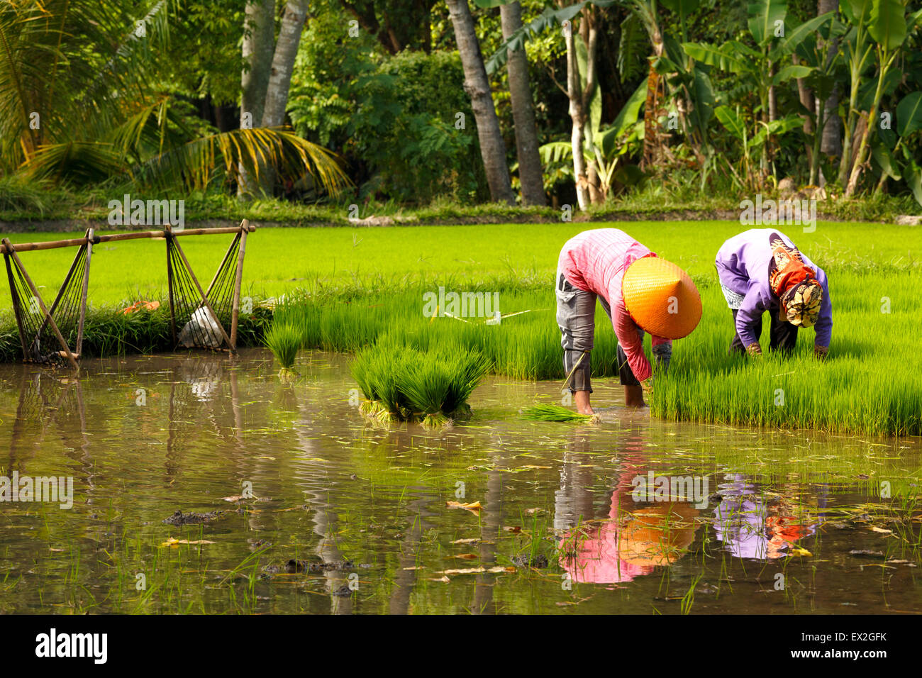 Indonesia woman rural hi-res stock photography and images - Alamy