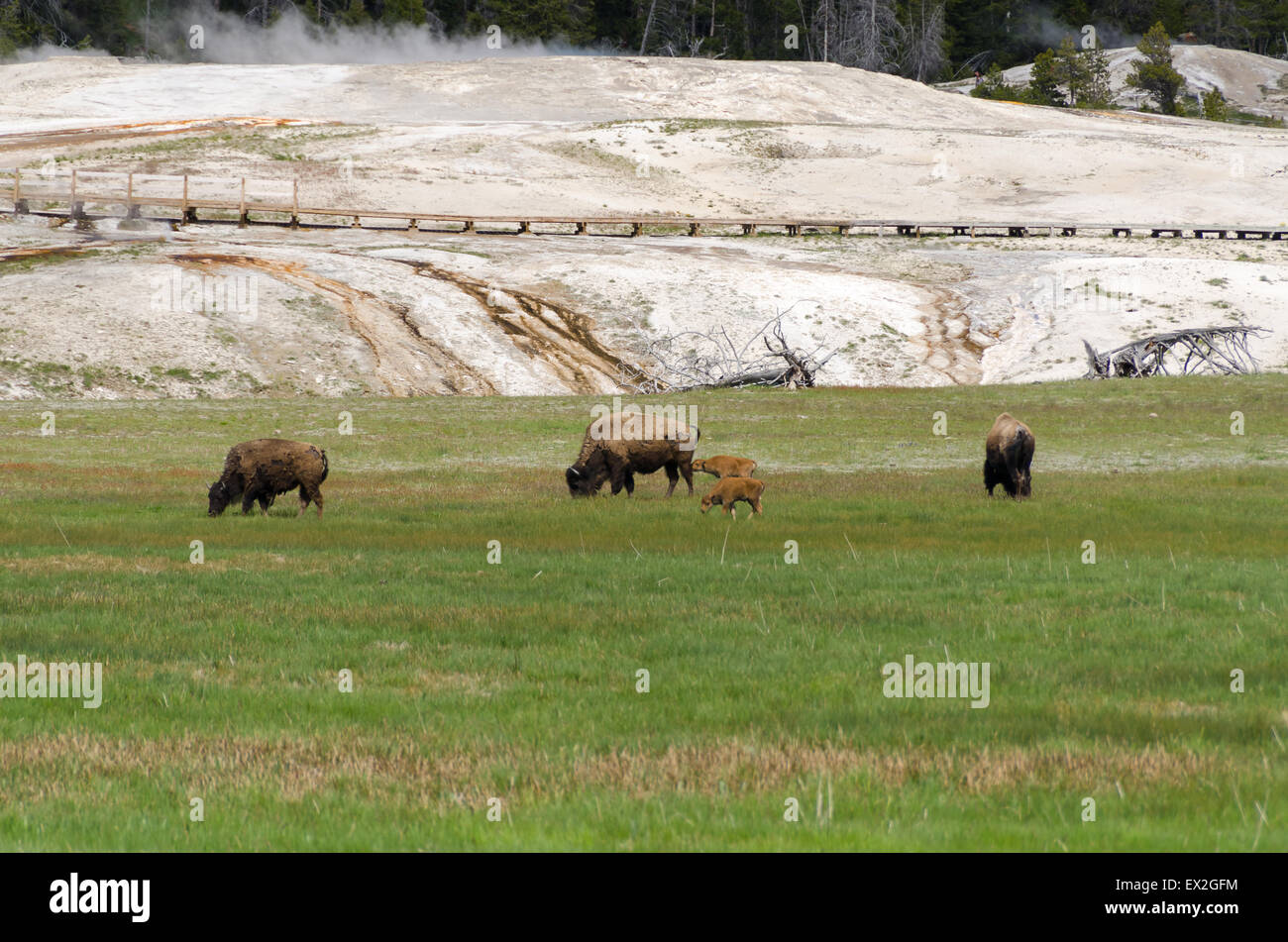 bison in the area of the geysers in Yellowstone Stock Photo - Alamy