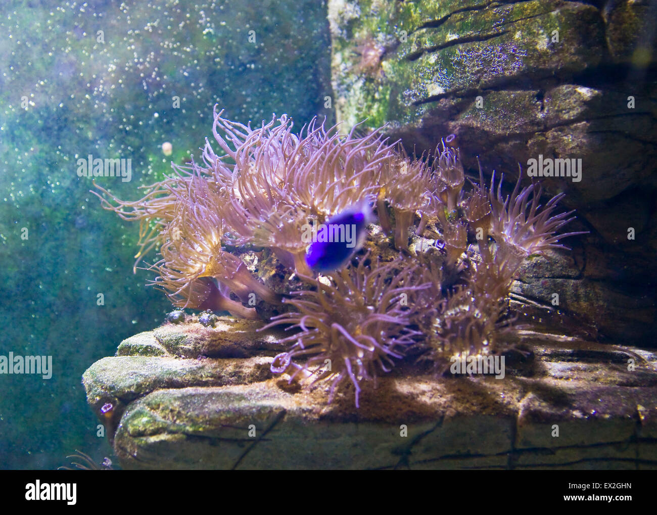 Marine animal Actinia (sea anemone) under water Stock Photo - Alamy