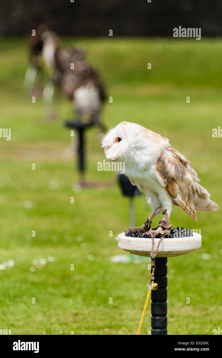 An Irish barn owl and other birds of prey on perches at a fair Stock ...