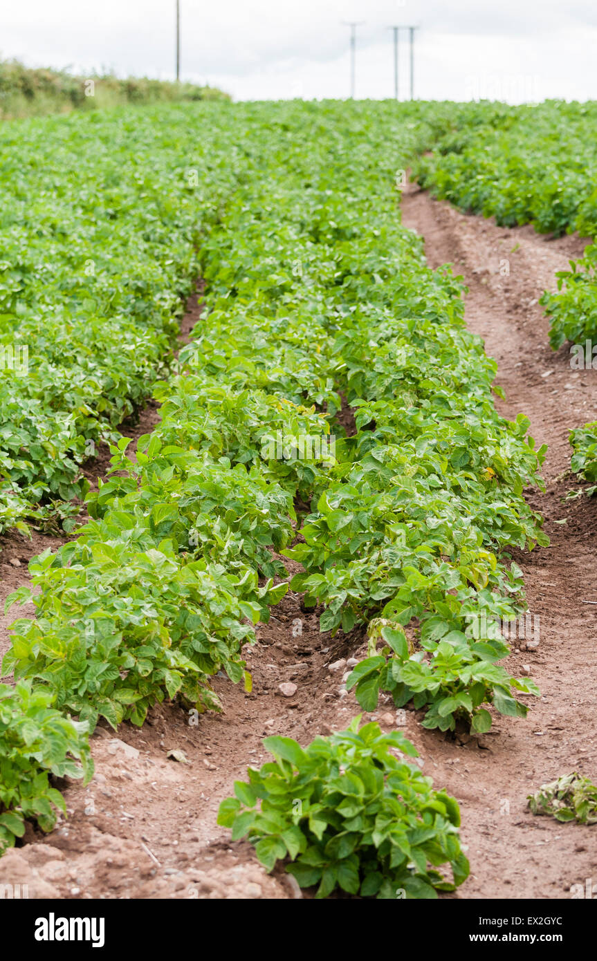 Potatoes growing in a field in Comber, County Down, Northern Ireland ...