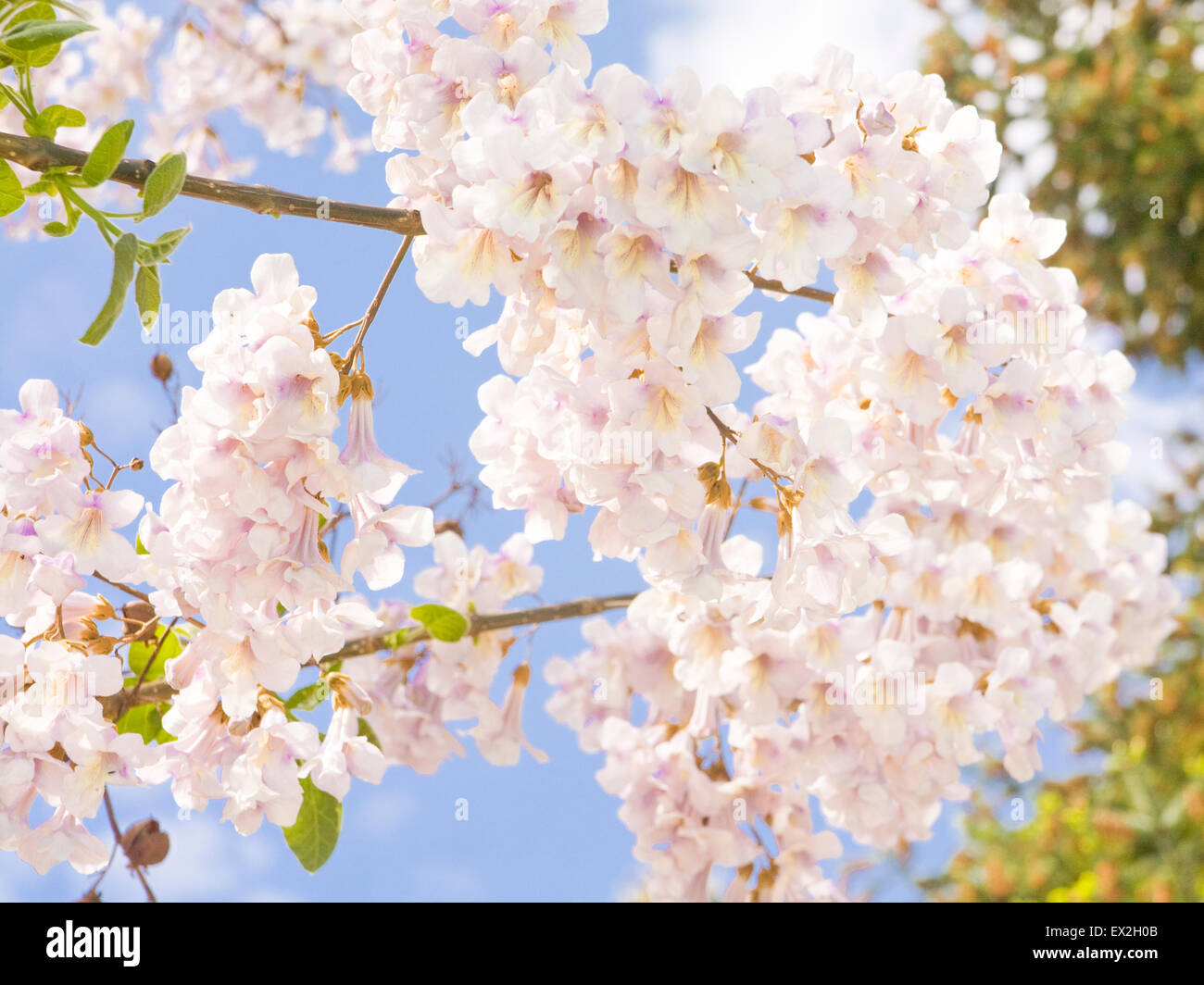 Flowers of empress tree or princess tree, or foxglove tree, latin name ...