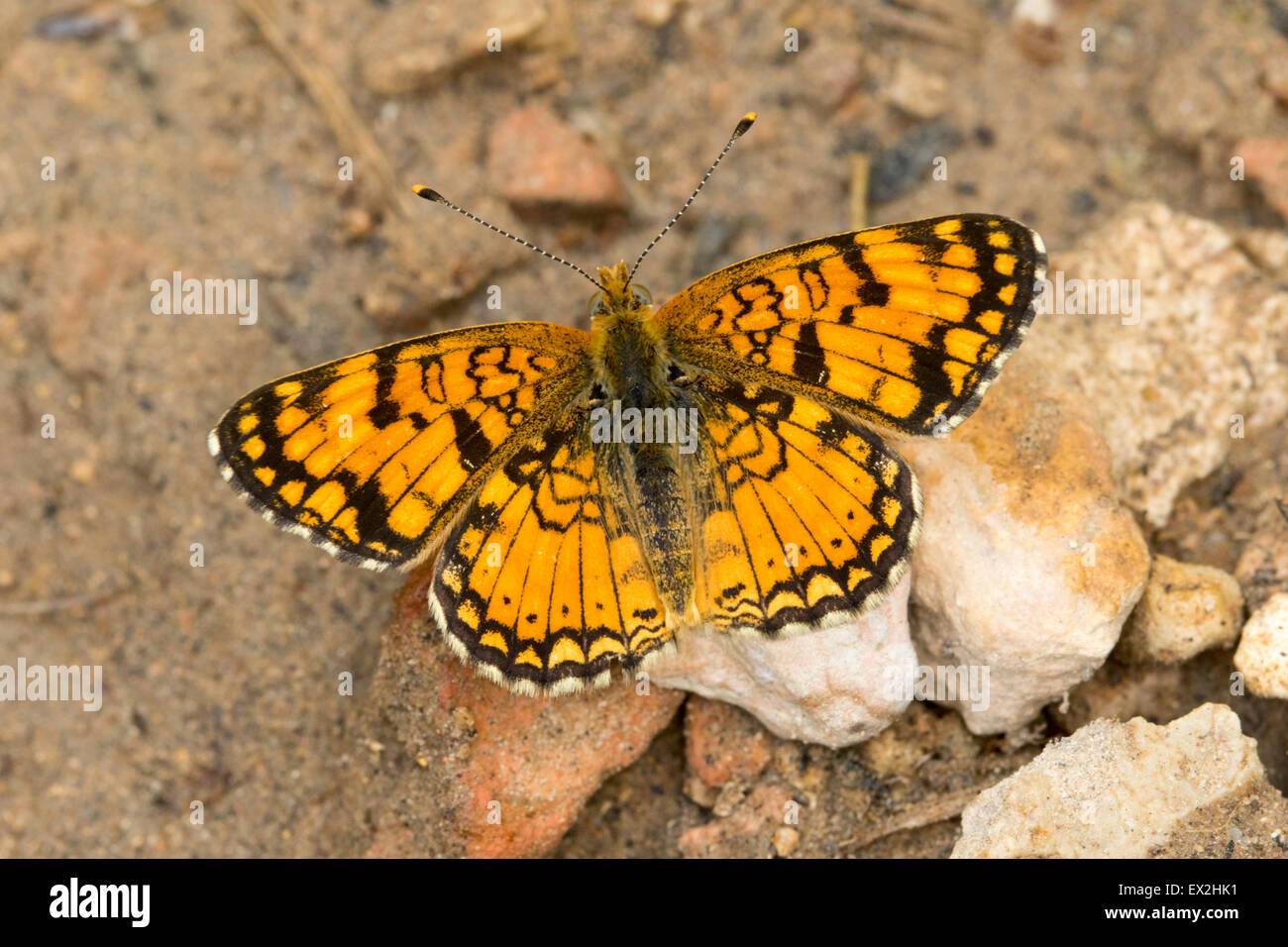 Phyciodes pallida hi-res stock photography and images - Alamy