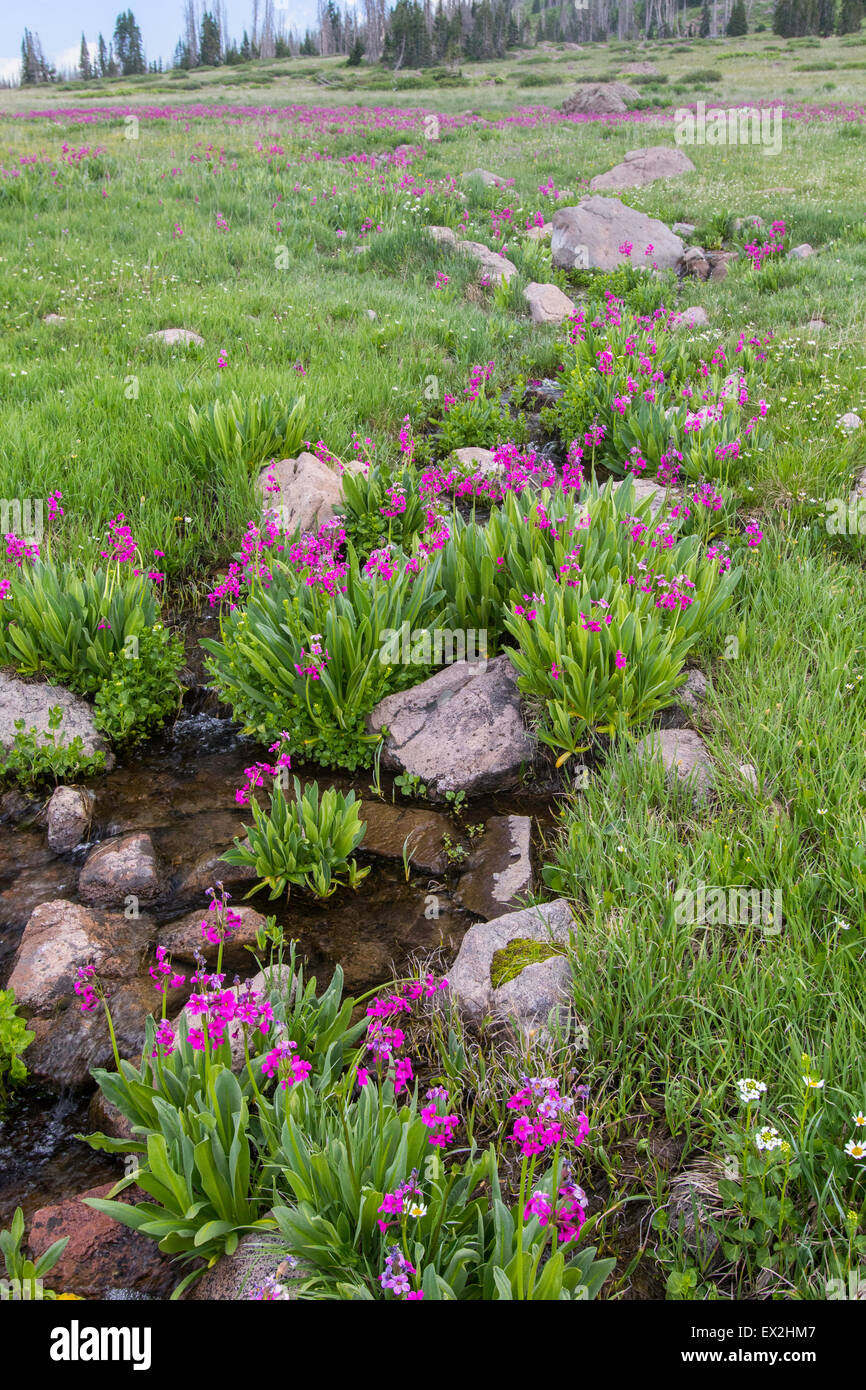 Parry's Primrose (Primula parryi) and Heartleaf Bittercress (Cardamine ...