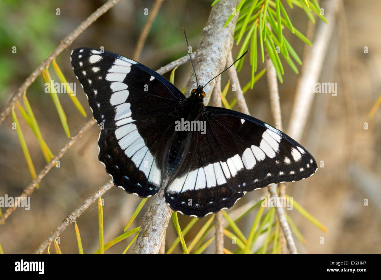 Weidemeyer's Admiral Limenitis weidemeyerii South of Tropic Reservoir ...