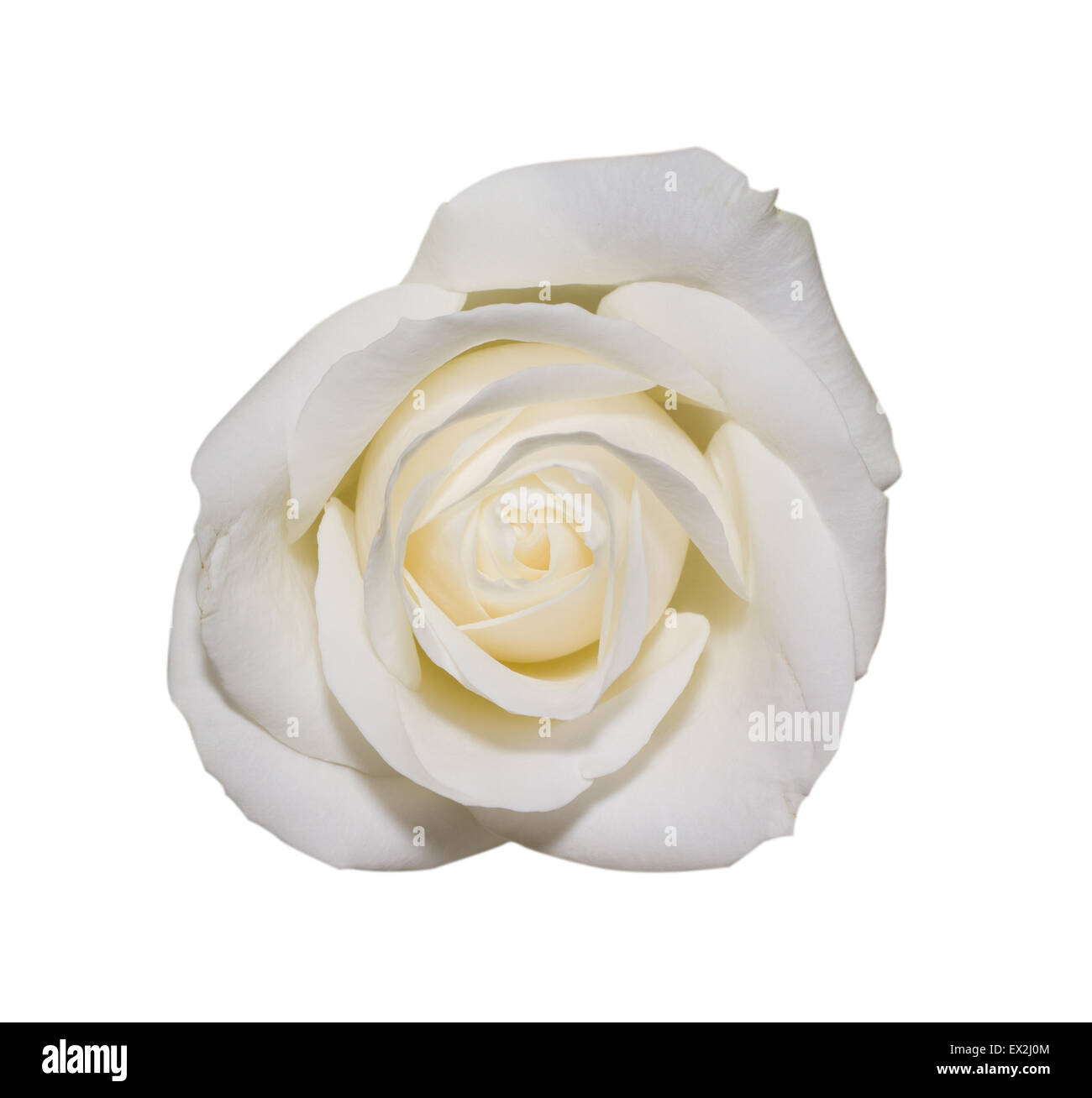 White rose in macro scale on isolated background Stock Photo - Alamy