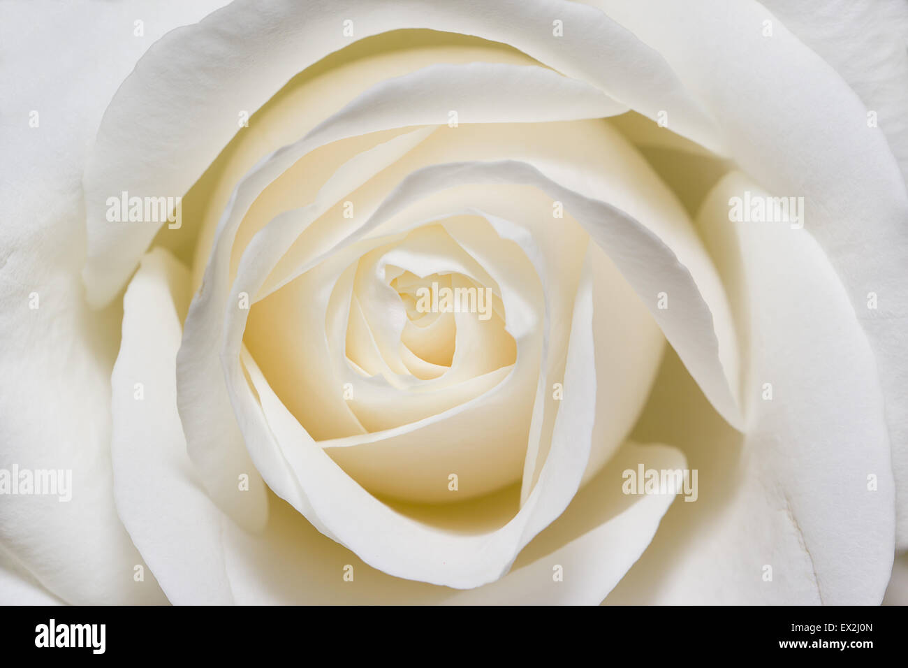 Floral background of white roses in macro scale Stock Photo - Alamy