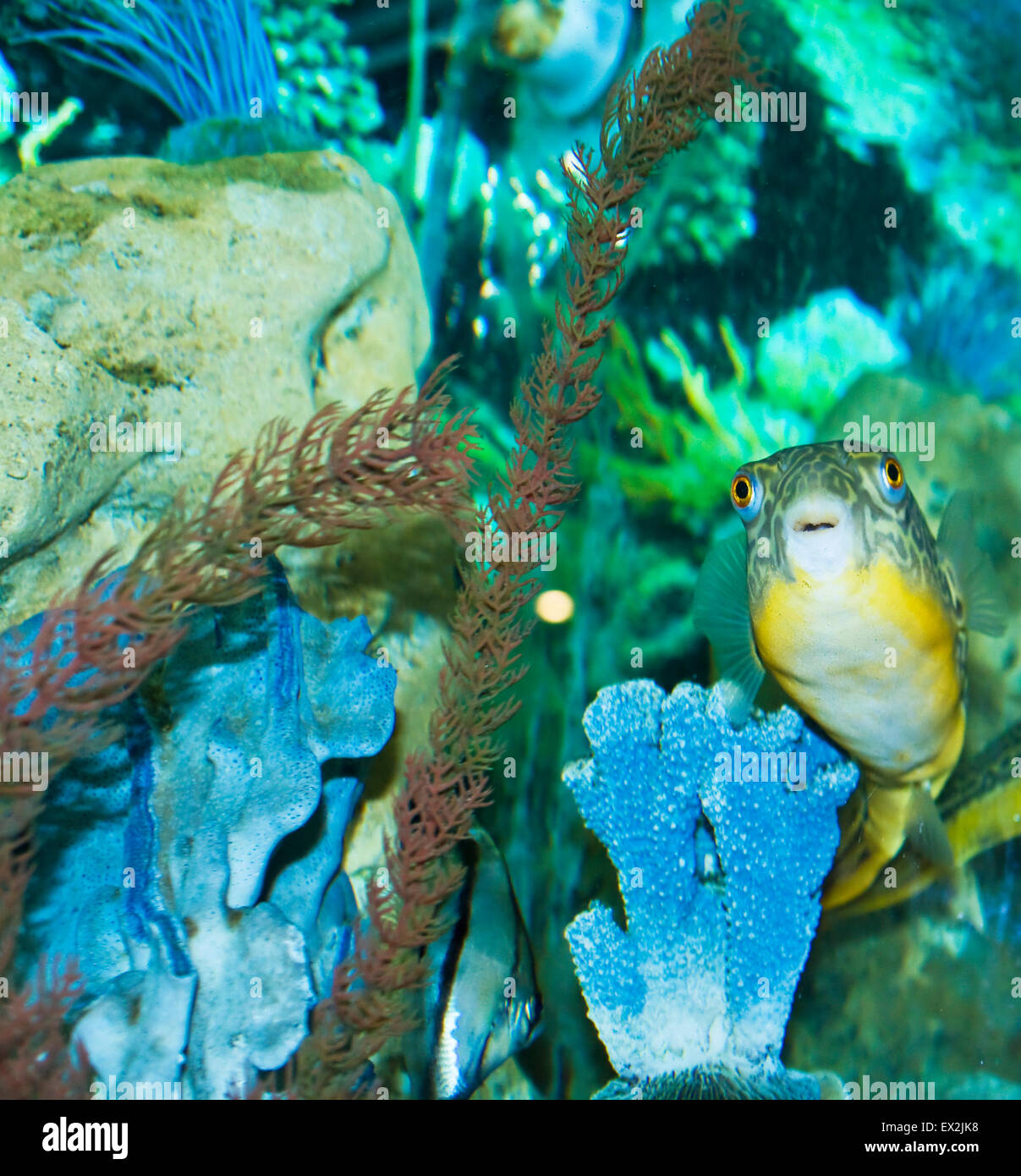 Nile tetraodon hi-res stock photography and images - Alamy