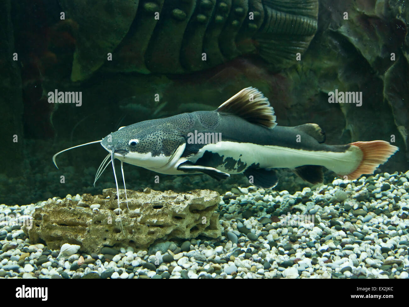 Sheatfish High Resolution Stock Photography and Images - Alamy