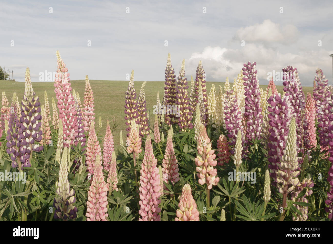 Lupins,purple,white,yellow,overlooking,green,field,Lupins,purple,white ...