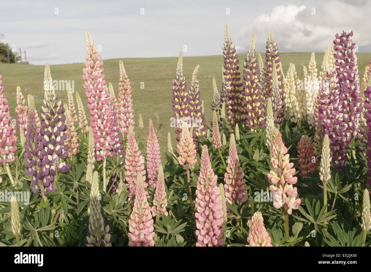 Purple and green landscape hi-res stock photography and images - Alamy