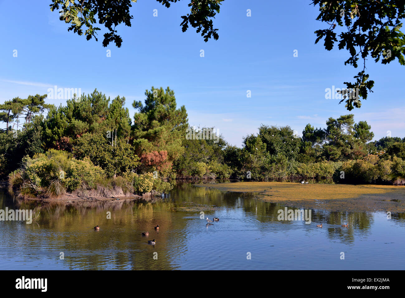 Arcachon hi-res stock photography and images - Alamy
