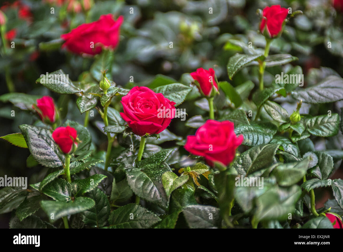 Beautiful red rose Stock Photo - Alamy