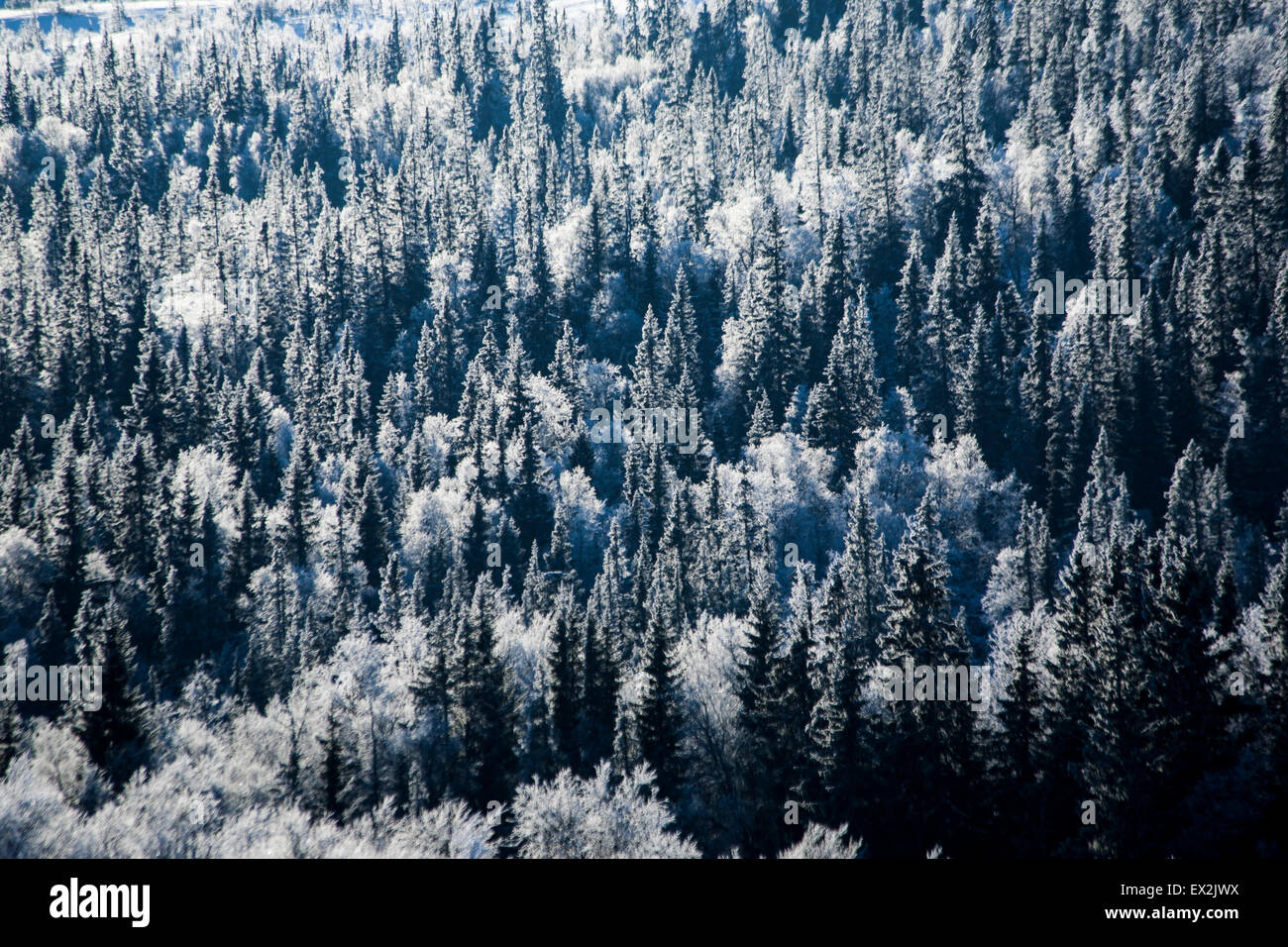 A forest during winter time Stock Photo - Alamy
