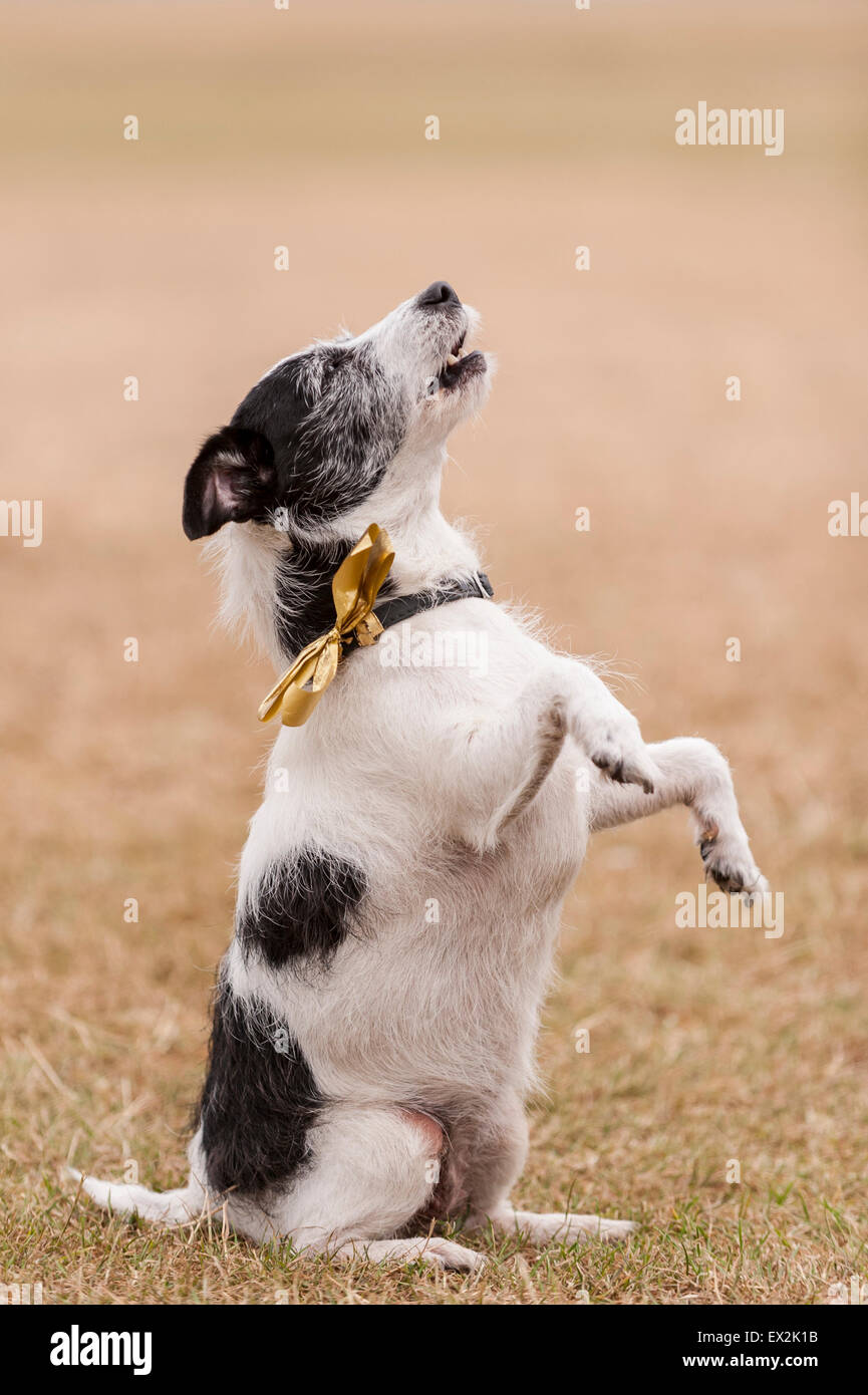 London, UK. 5 July 2015. Charlie, a Jack Russell terrier, winner of the ...