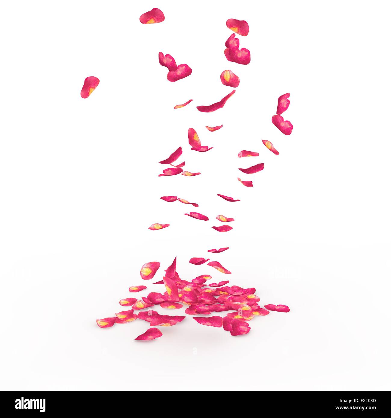 Rose petals fall to the floor. Isolated background Stock Photo - Alamy