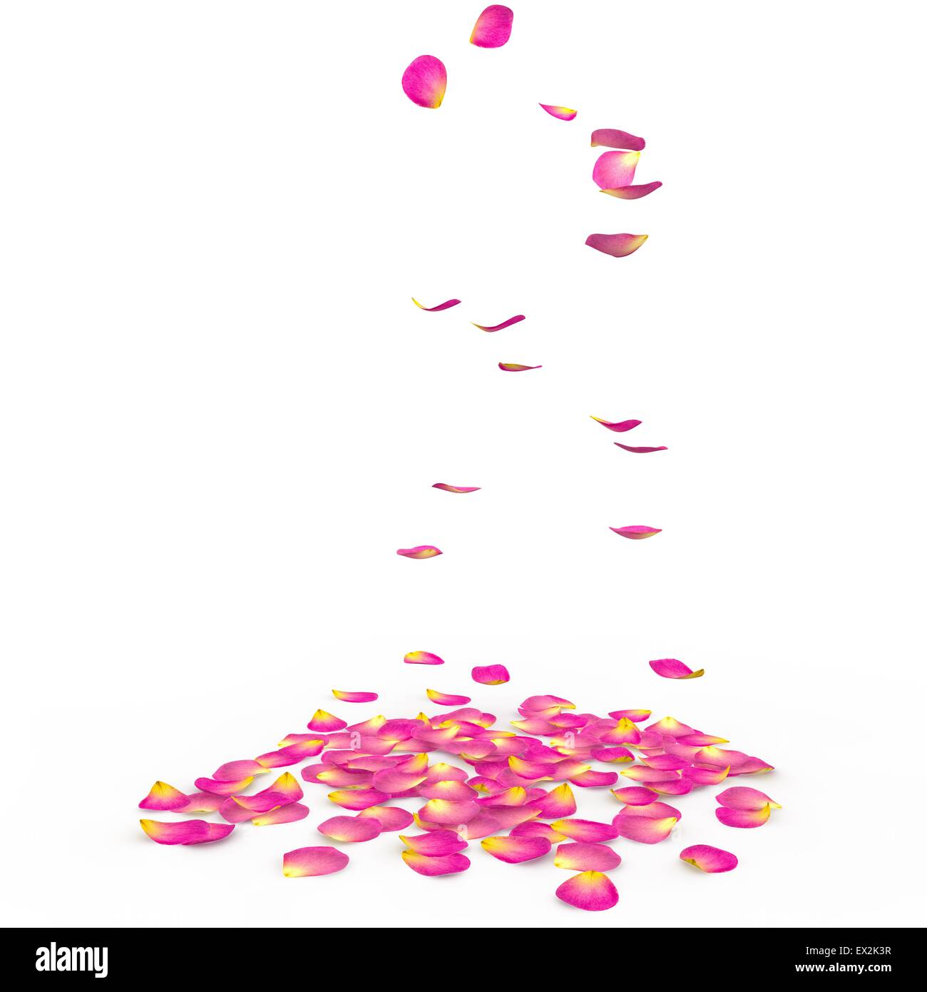 Rose petals fall to the floor. Isolated background Stock Photo - Alamy