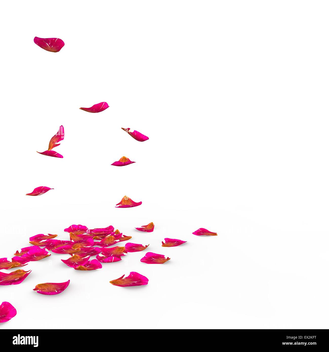 Rose petals fall to the floor Stock Photo - Alamy
