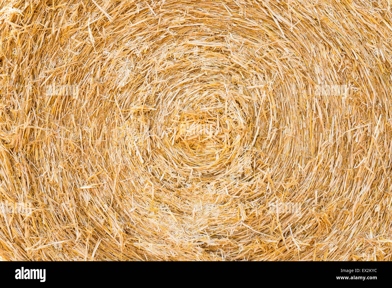 close view of circular bale pressed with straw Stock Photo - Alamy