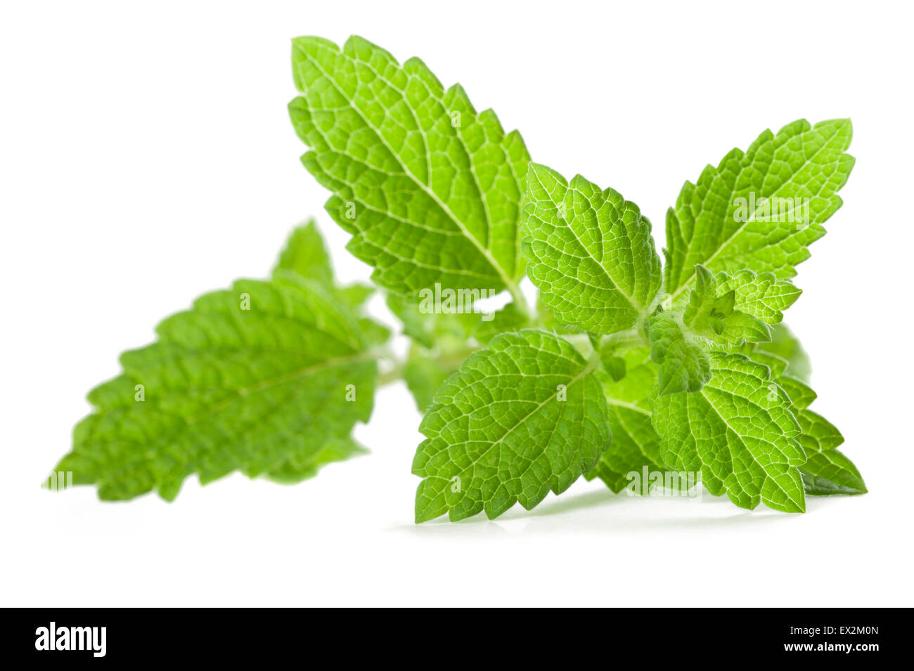Lemon balm hi-res stock photography and images - Alamy
