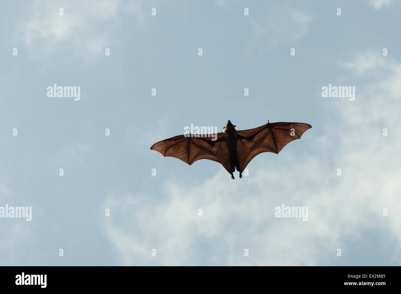 Flying fox claws hi-res stock photography and images - Alamy