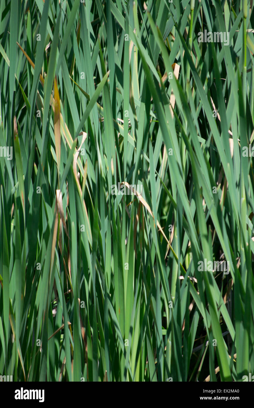 A photograph of some close together wind-blown reeds Stock Photo - Alamy