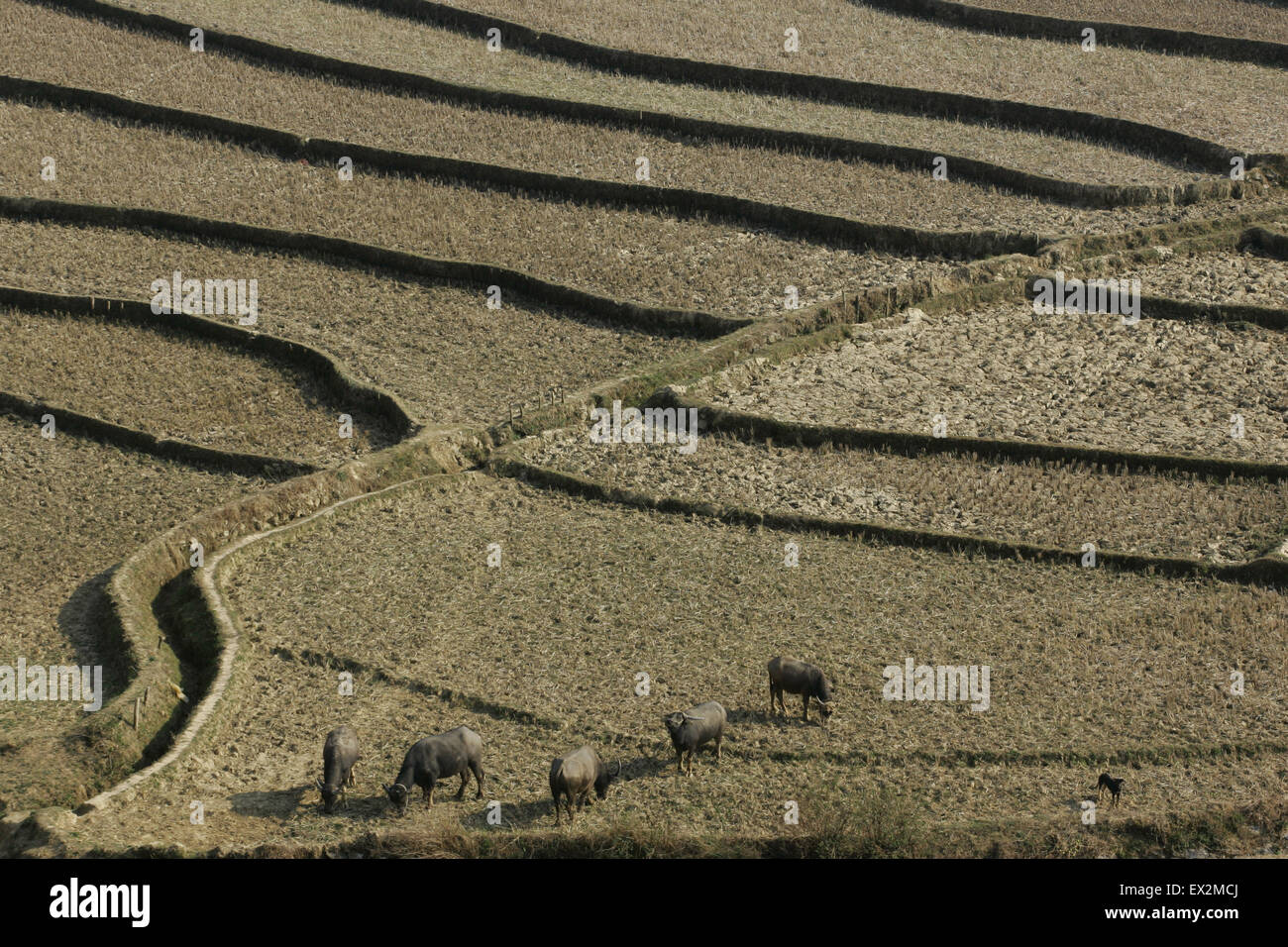 Dry rice fields are seen on the outskirts of Mengzi, Yunnan province ...
