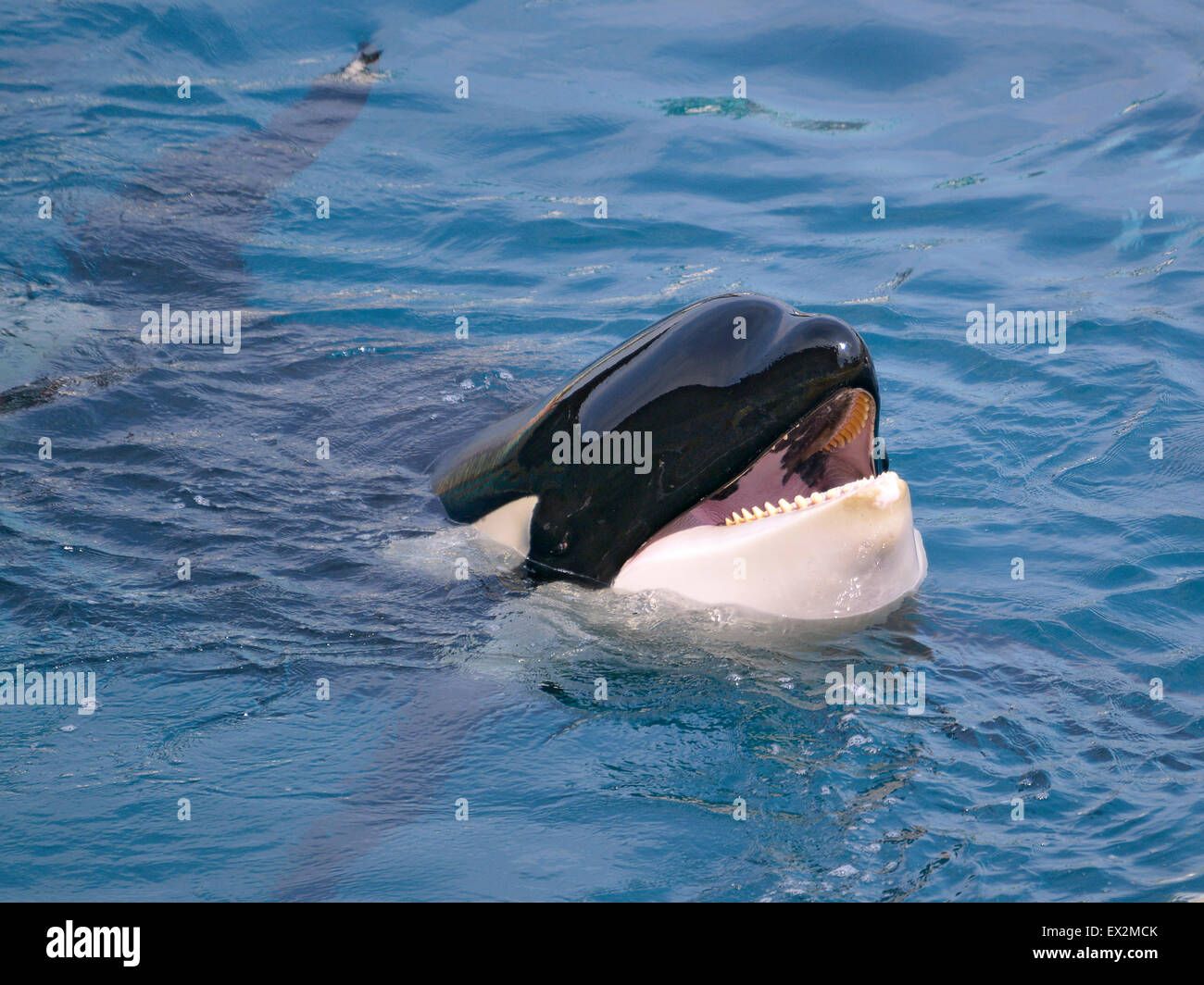 Killer Whale Orcinus Orca Head Stock Photos & Killer Whale Orcinus Orca ...