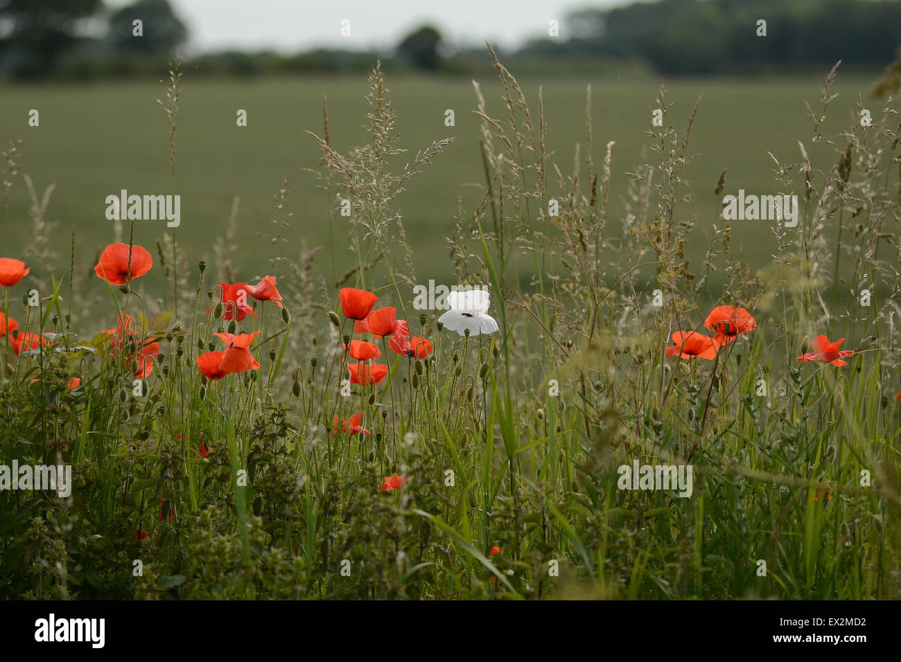 White Peace Poppies High Resolution Stock Photography and Images - Alamy