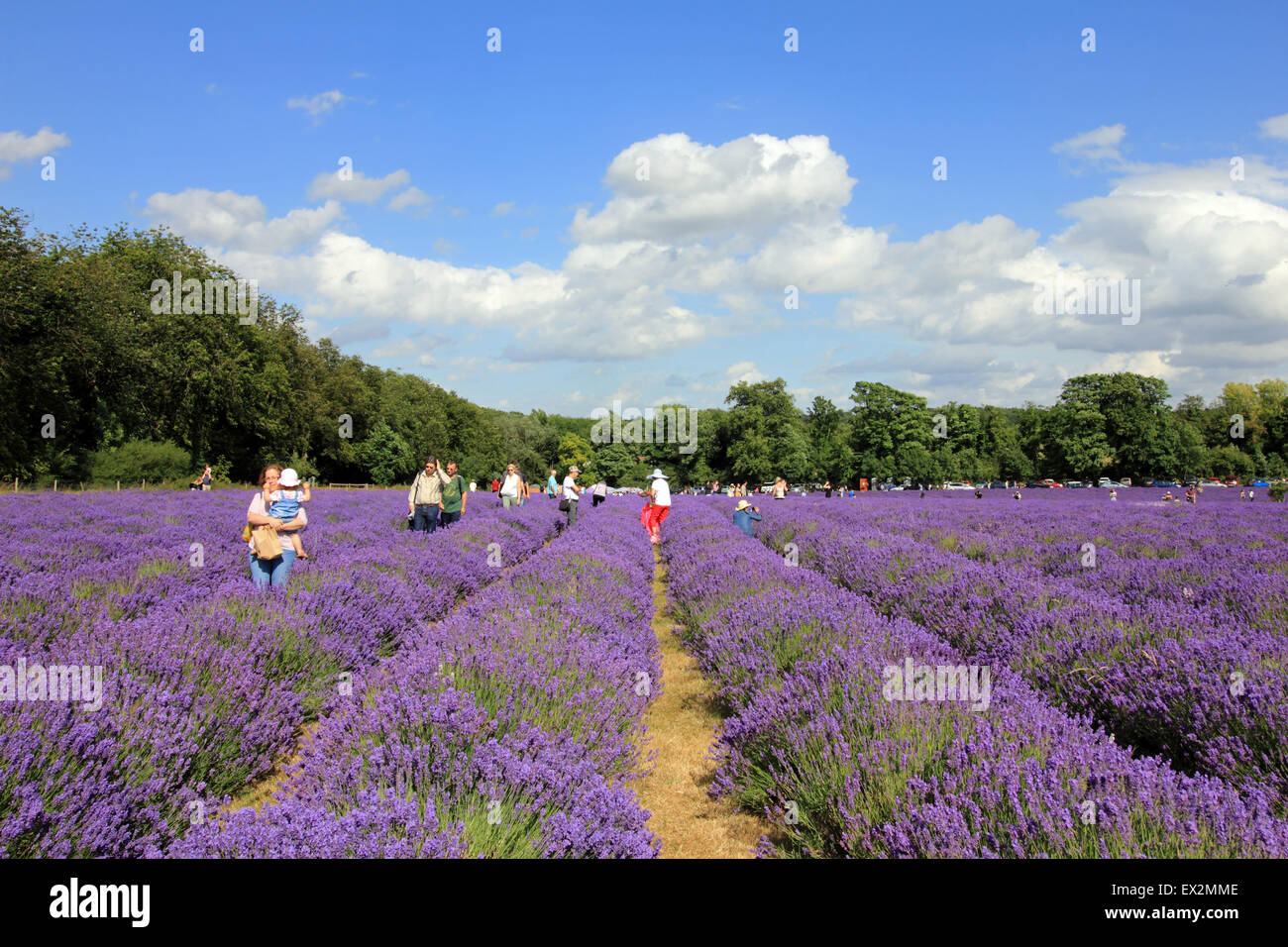 Mayfield Lavender, Banstead, Surrey, UK. 5th July, 2015. UK Weather ...