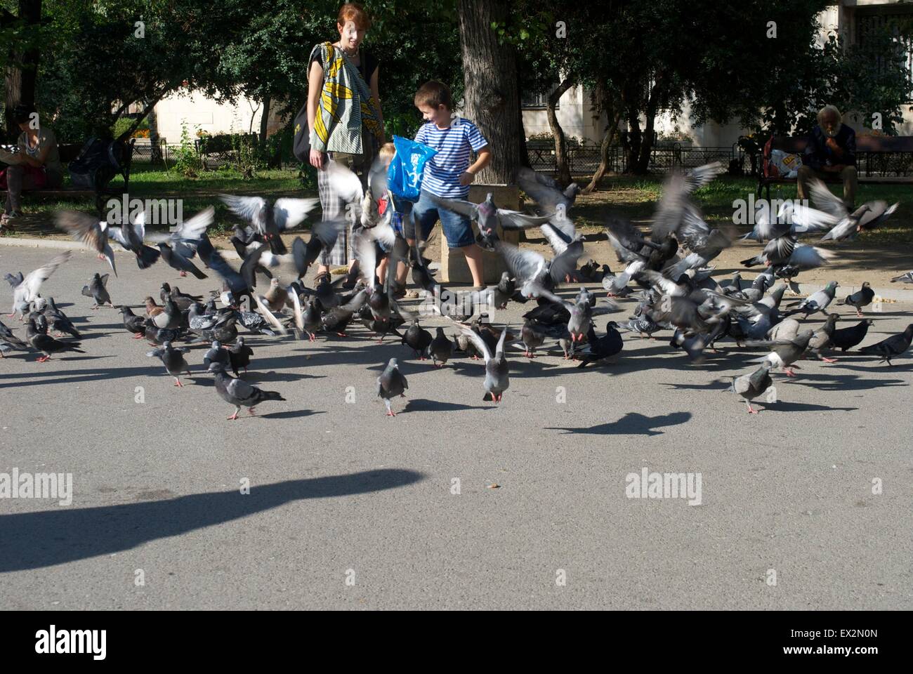 Startle birds hi-res stock photography and images - Alamy