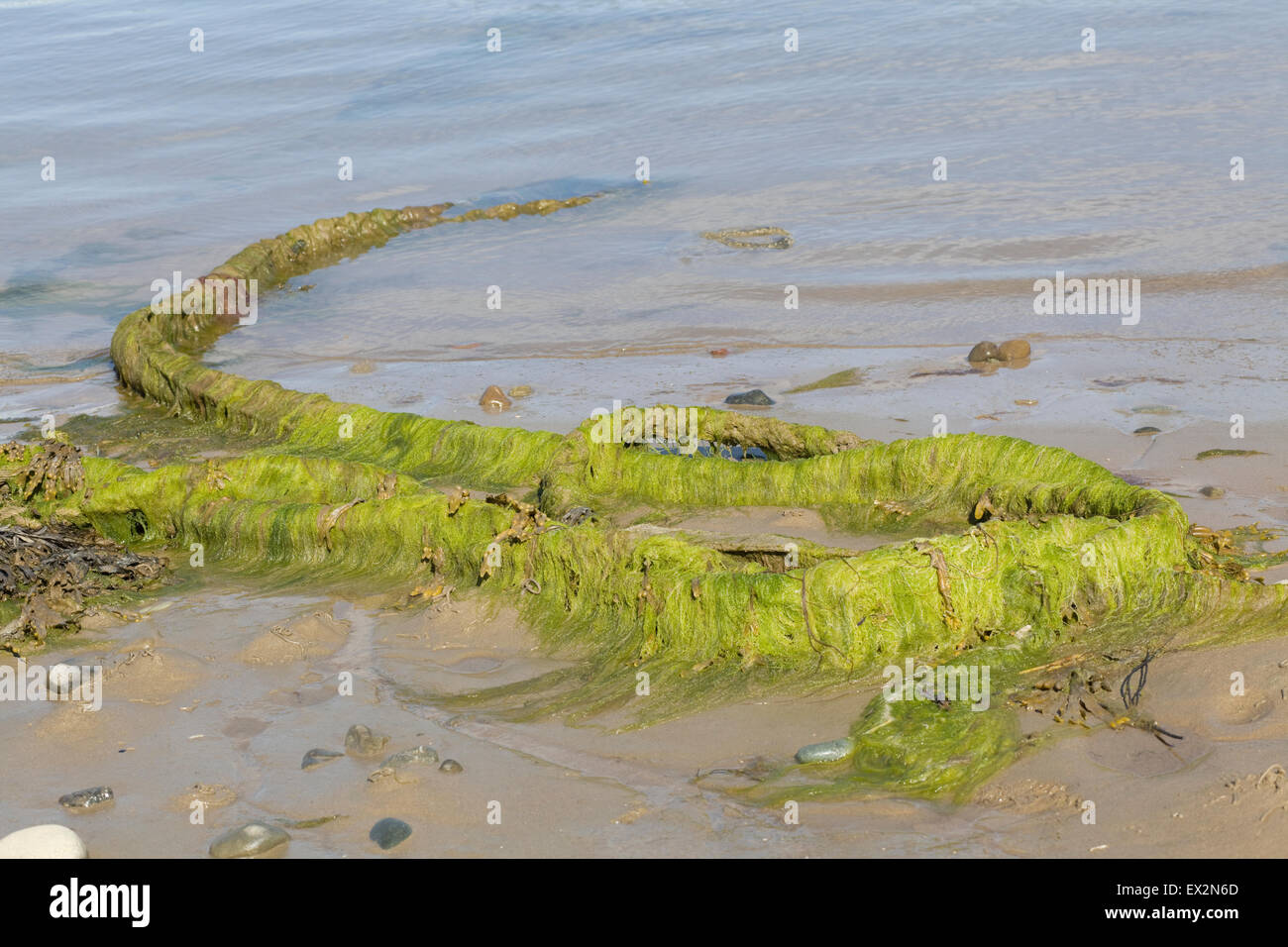 Chain covered in seaweed on a beach Stock Photo - Alamy