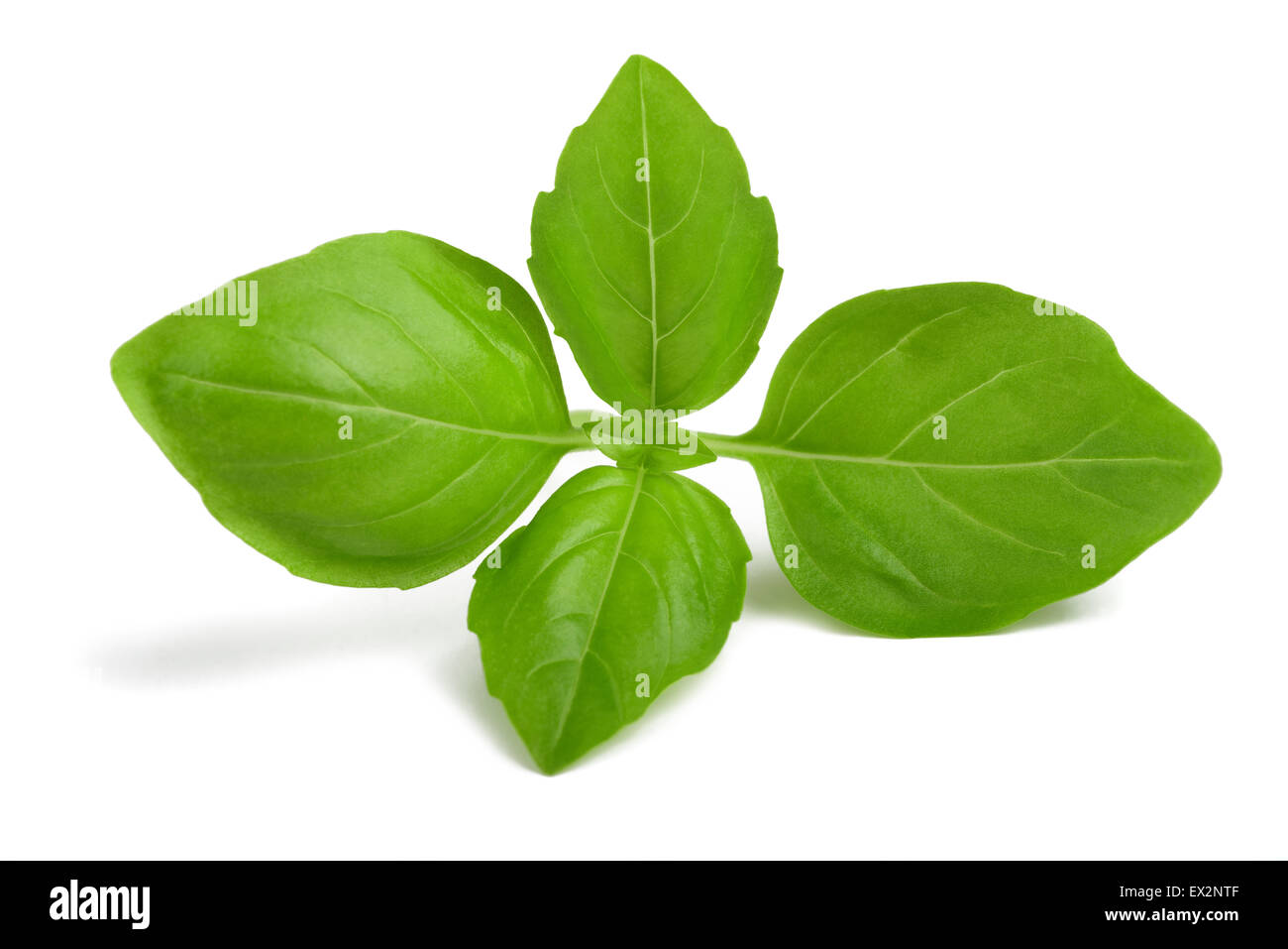 Fresh Basil sprig isolated on white background Stock Photo - Alamy
