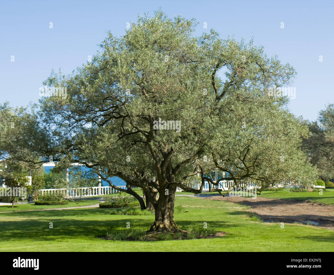 Landscape with big olive tree in front and portico with columns in ...