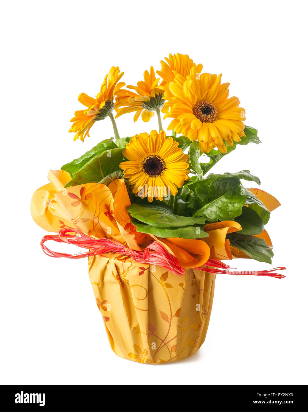 Gerbera leaves hi-res stock photography and images - Alamy