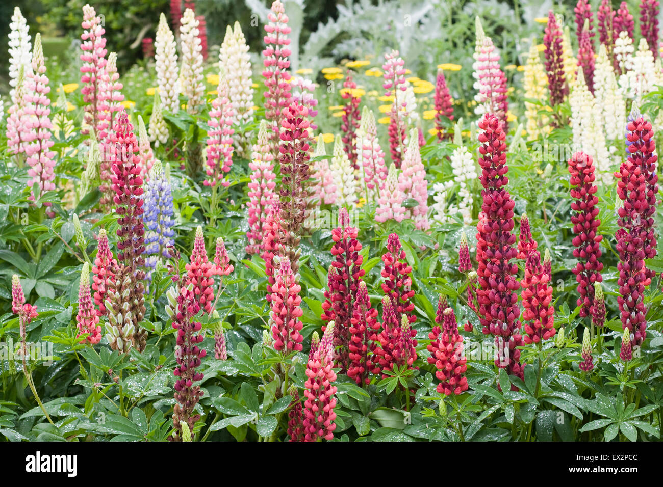 Lupinus Assortment of Lupins in a garden Stock Photo - Alamy