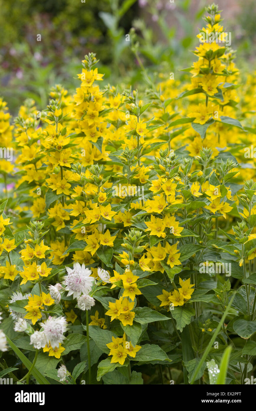Spotted Yellow Loosestrife Circle Flower "Alexander Stock Photo - Alamy