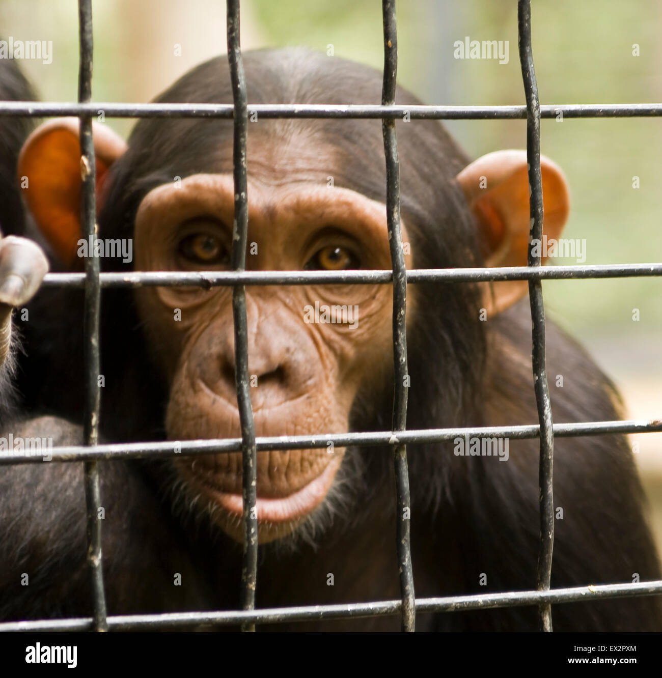 Head of little chimpanzee with sad eyes in cave Stock Photo - Alamy