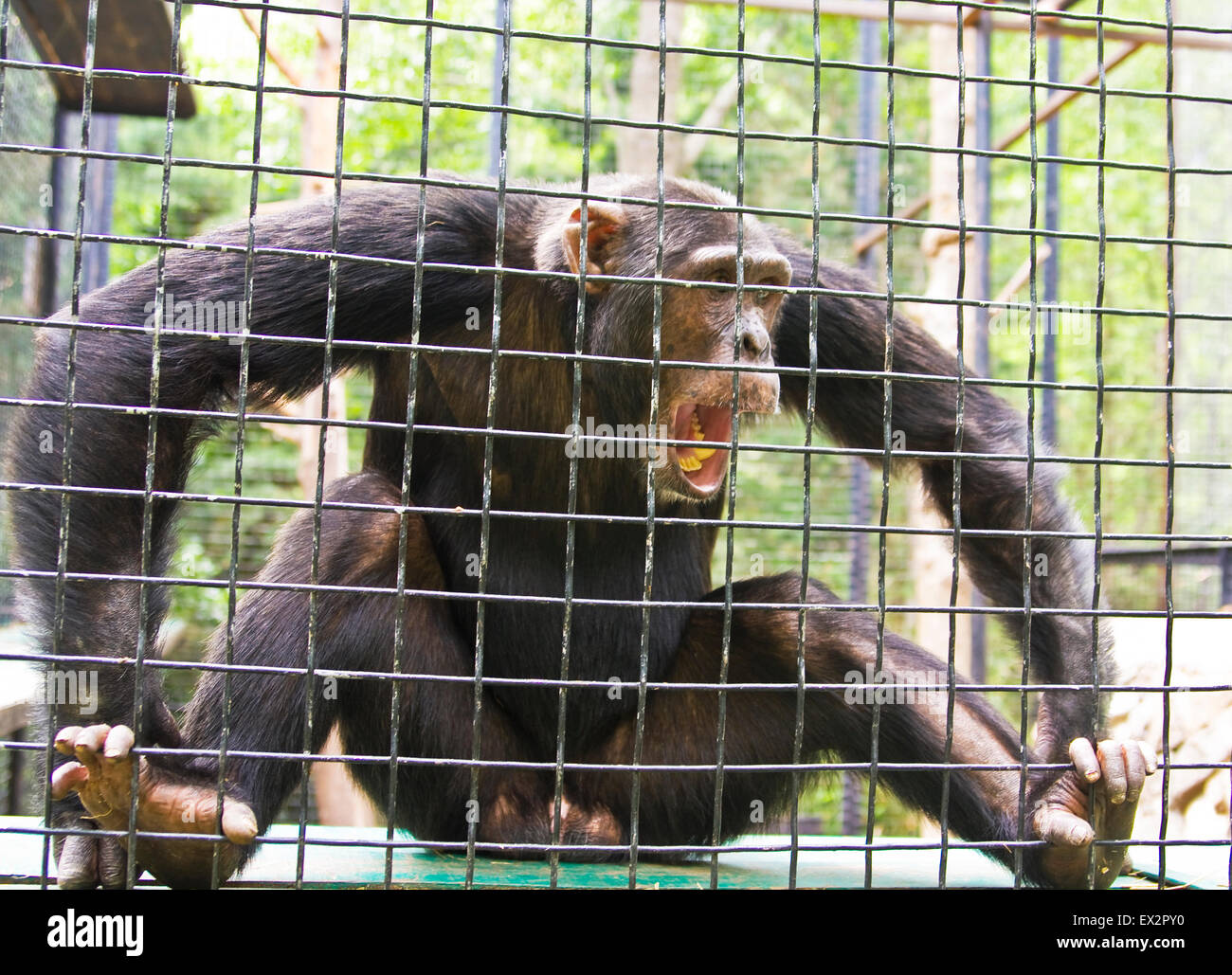 Crying chimpanzee in cave Stock Photo - Alamy