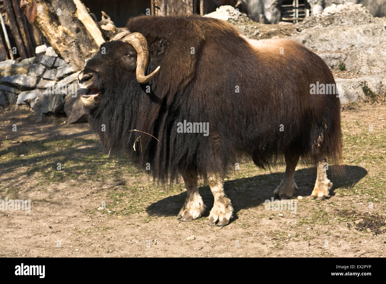 Musk ox, lives in North America and Canada Stock Photo - Alamy
