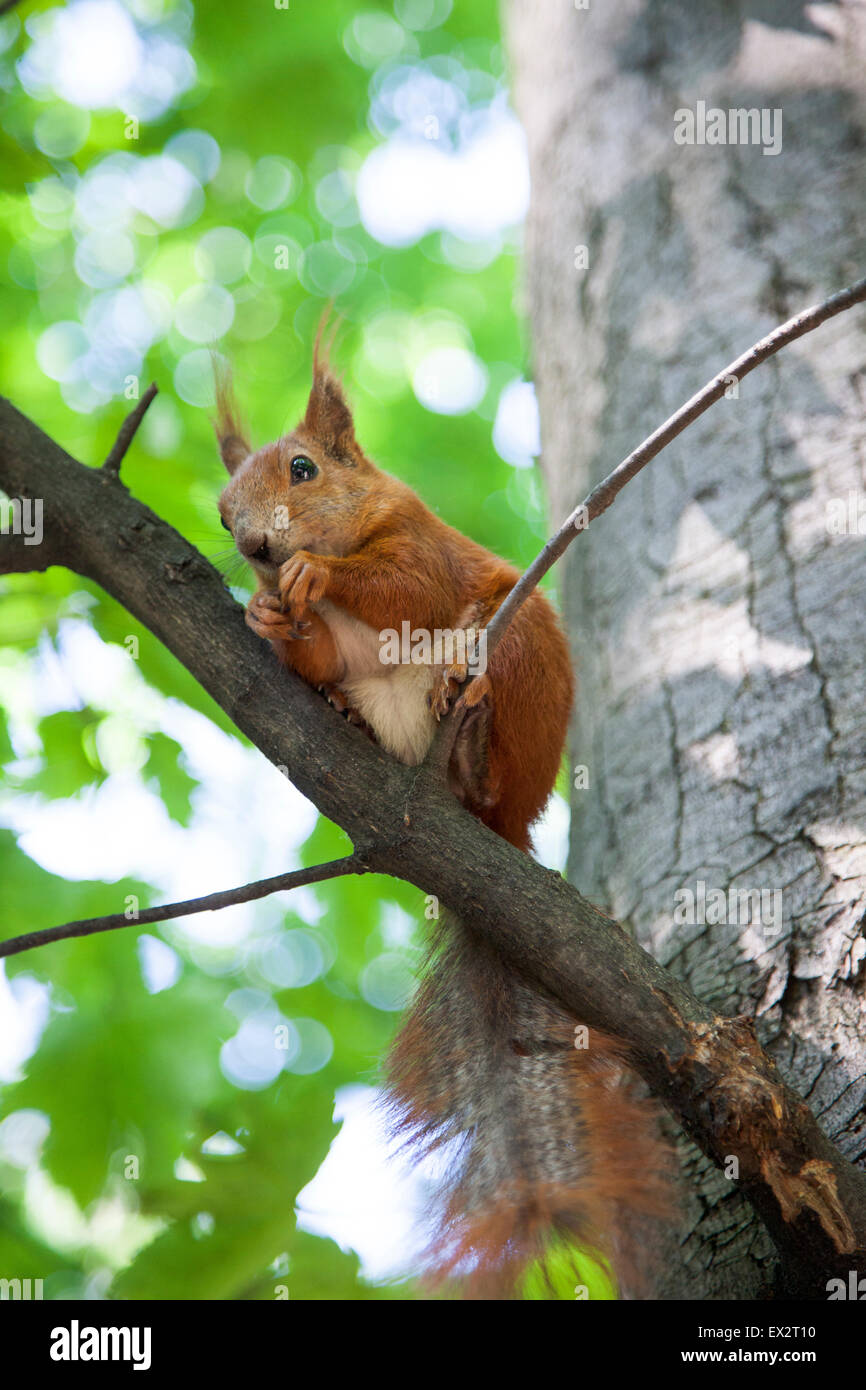 Species of tree squirrel hi-res stock photography and images - Alamy