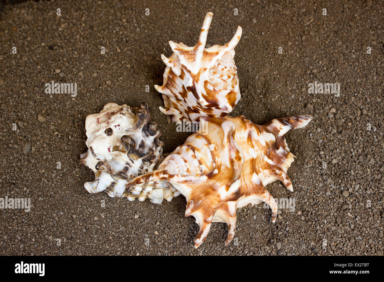 Beautiful exotic shell on sea sand Stock Photo - Alamy