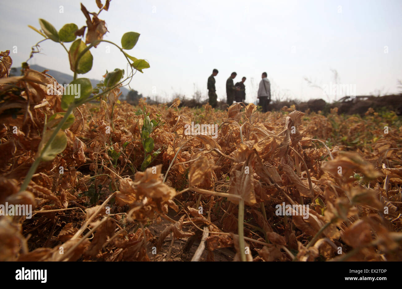 Dead crops china hi-res stock photography and images - Alamy