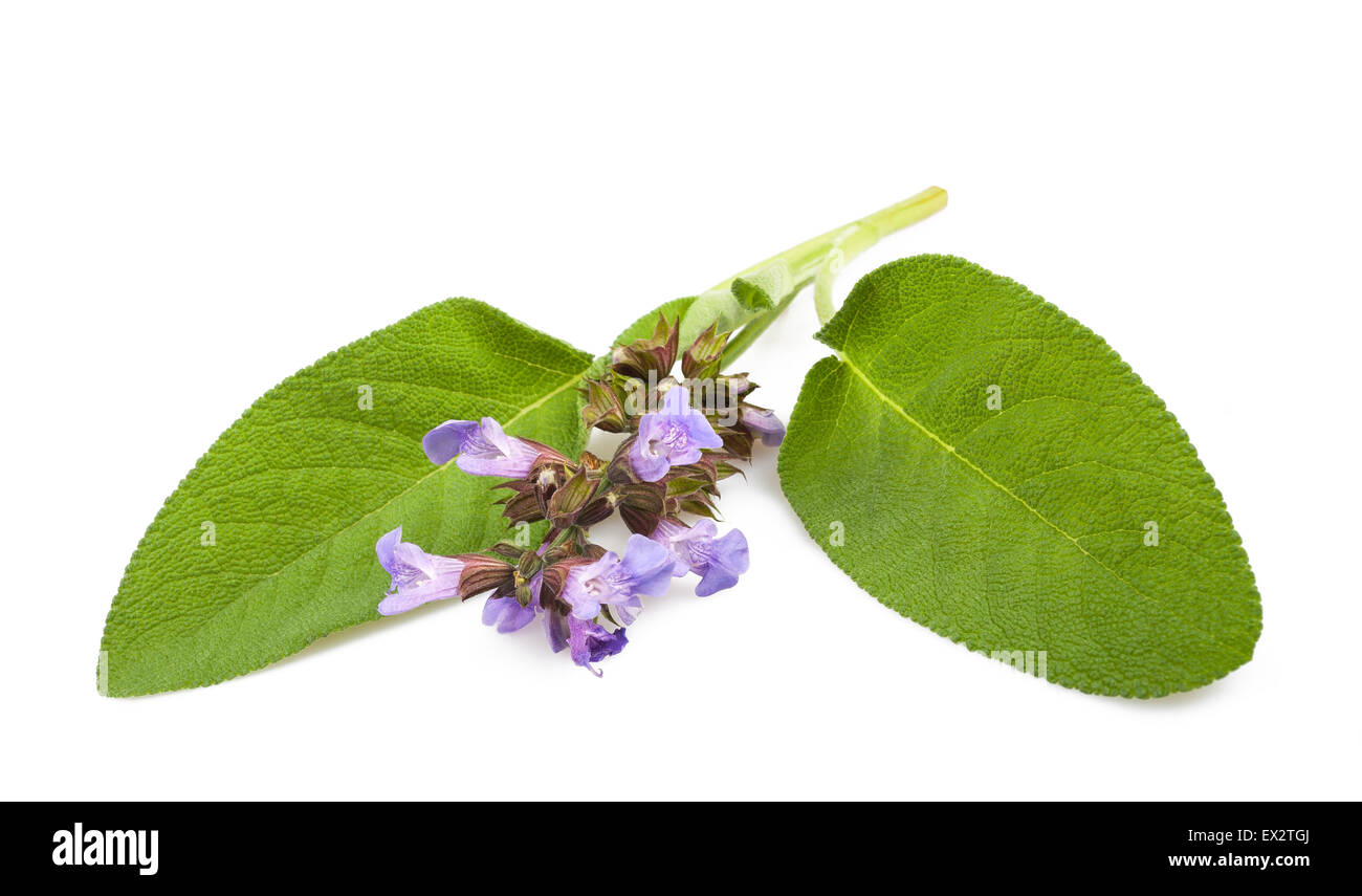 Sage flowers isolated on Cut Out Stock Images & Pictures - Alamy