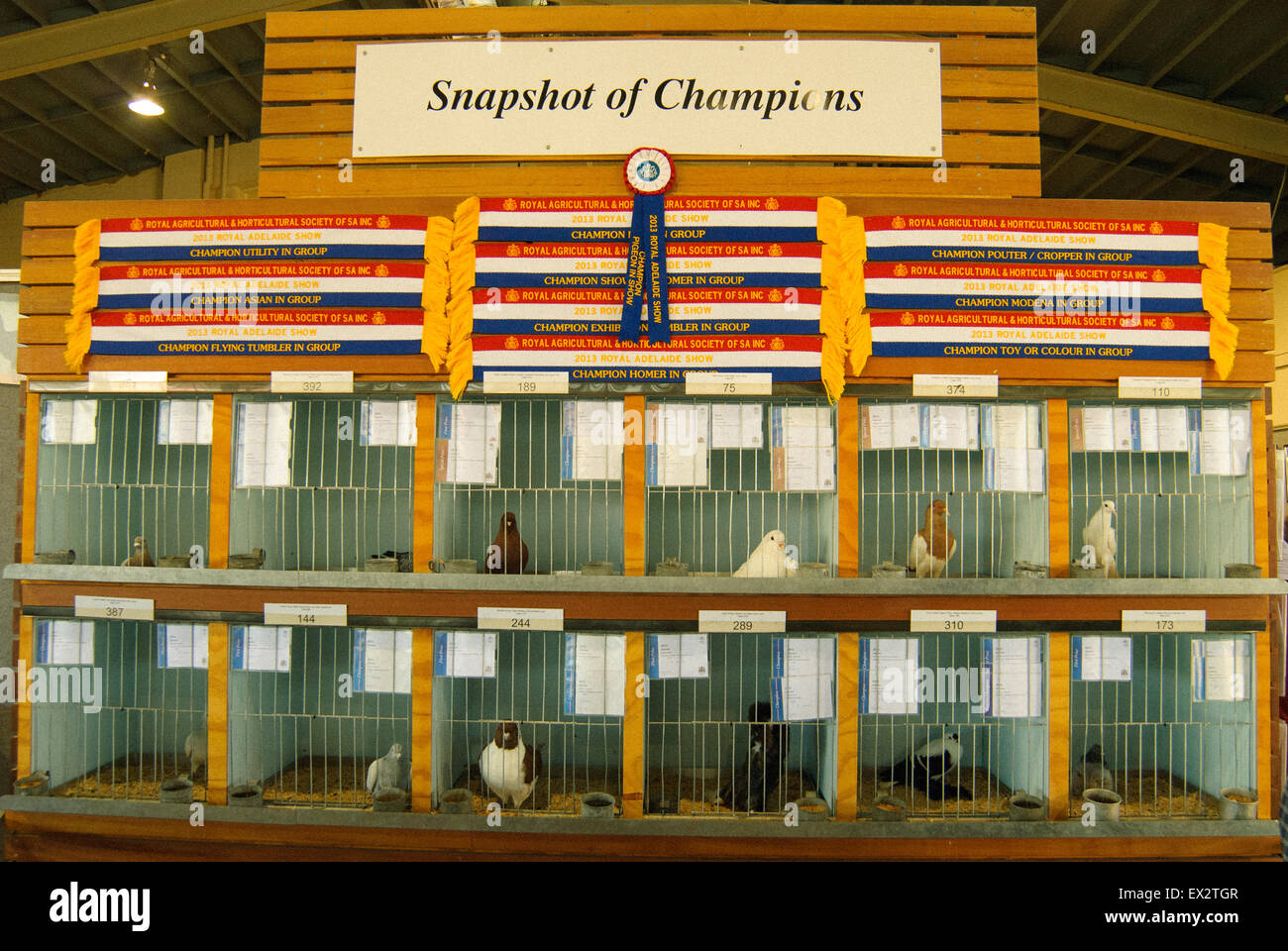 Australian doves hi-res stock photography and images - Alamy