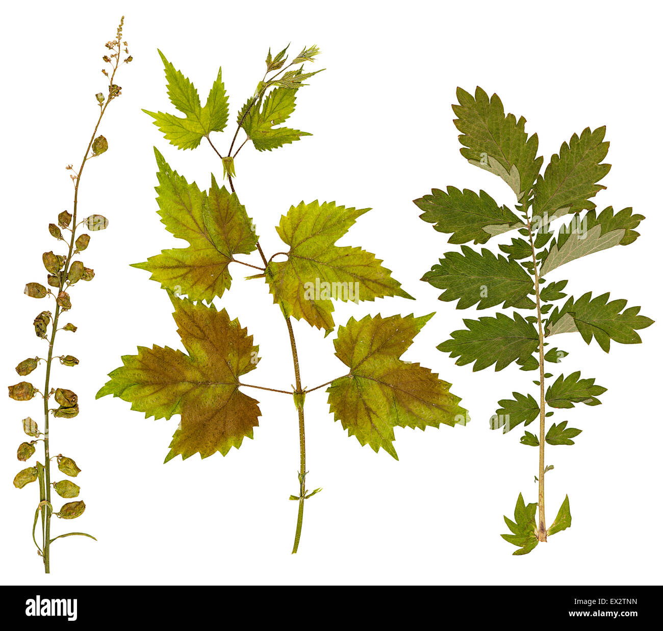 Set of wild dry pressed flowers and leaves, isolated Stock Photo - Alamy