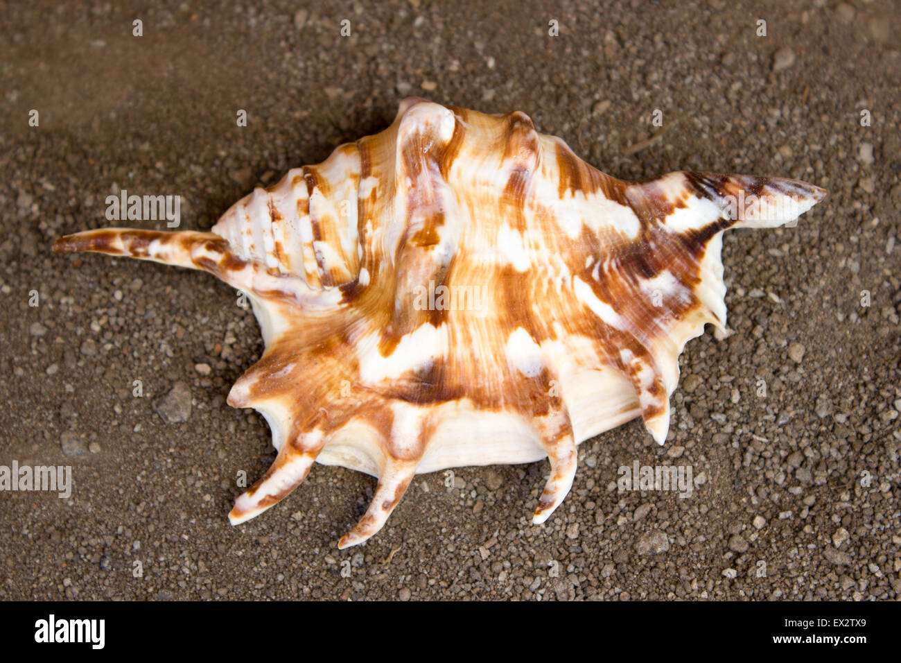 Exotic shell hi-res stock photography and images - Alamy
