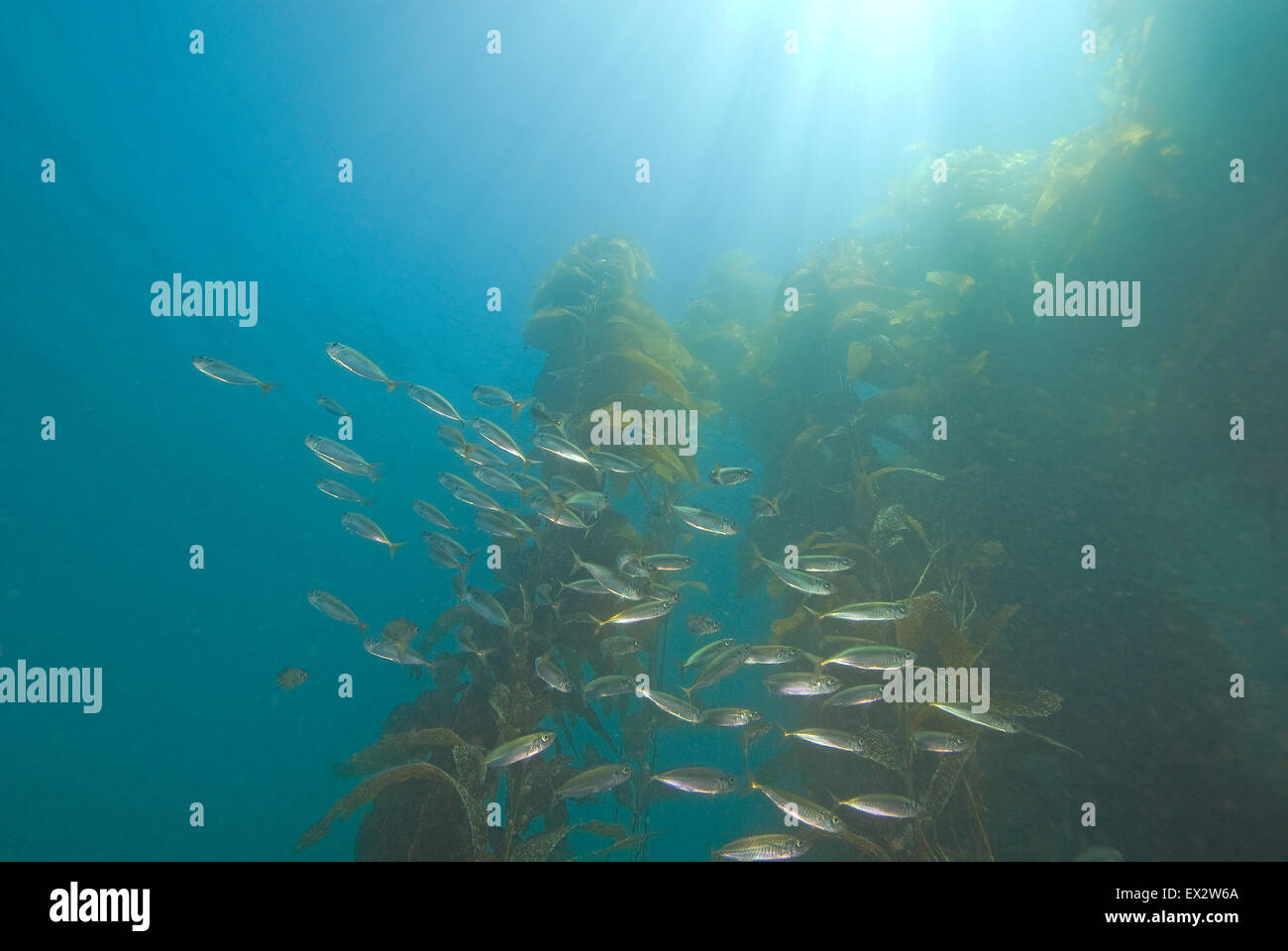 Underwater California kelp forest and bait fish Stock Photo - Alamy