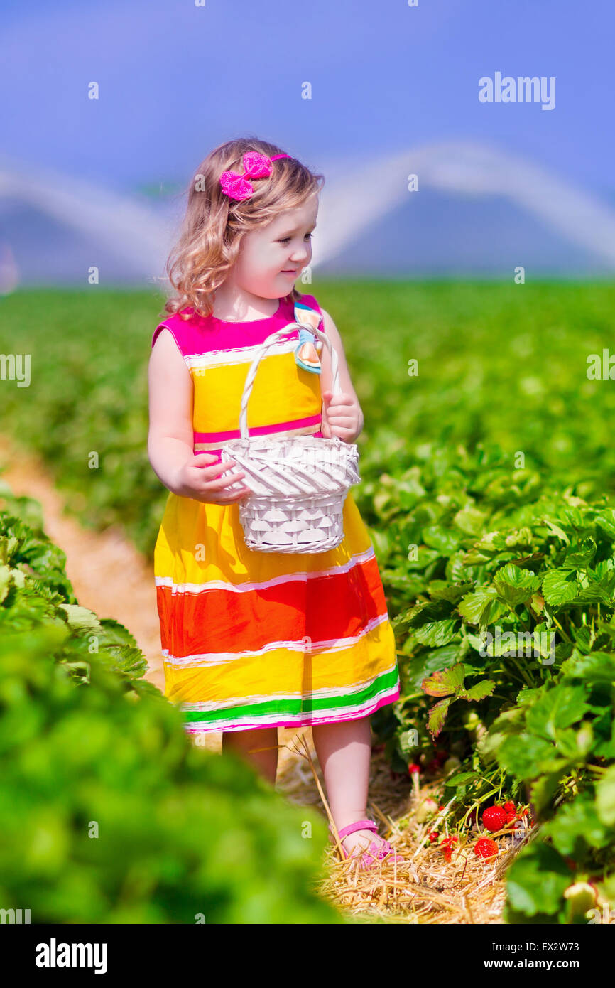 Child picking strawberries. Kids pick fresh fruit on organic strawberry ...